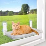 Essential Cat Health Checklist for Optimal Wellness - CatsNeeds