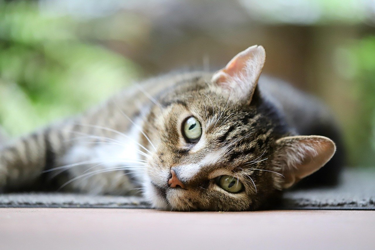 Essential Cat Health Checklist for Optimal Wellness - CatsNeeds