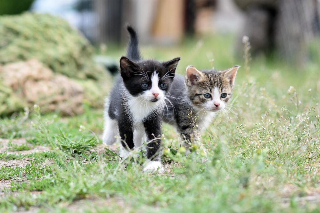 Guide to Raising Orphaned Kittens Successfully - CatsNeeds